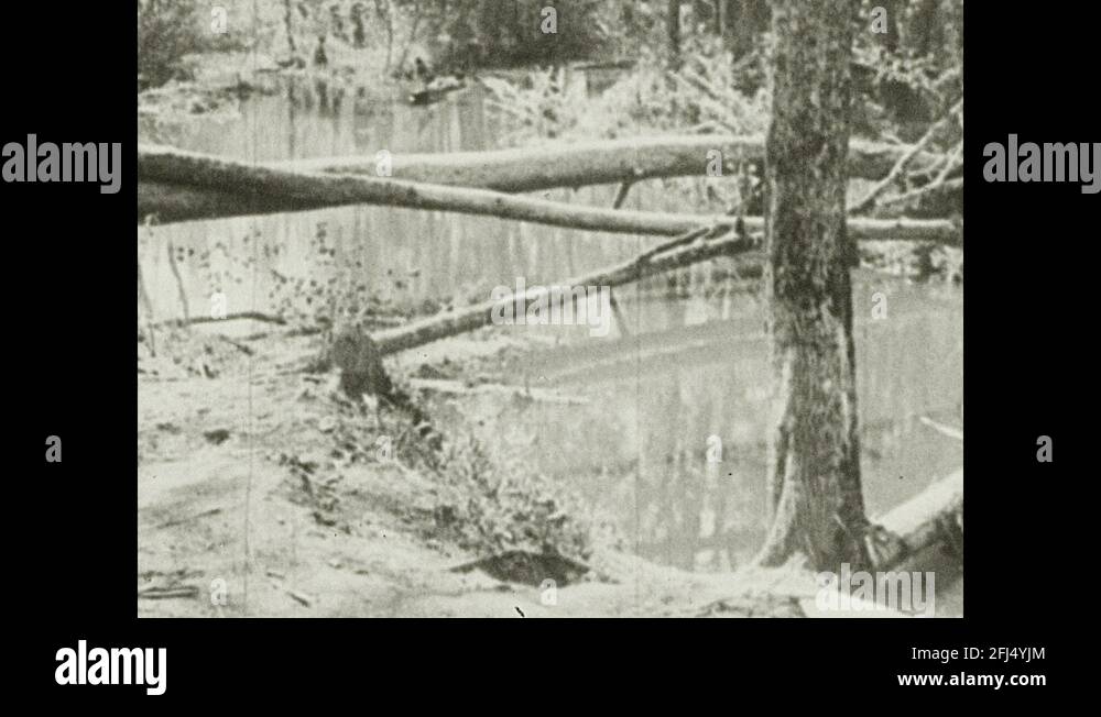 Fallen trees across water Stock Videos & Footage - HD and 4K Video ...