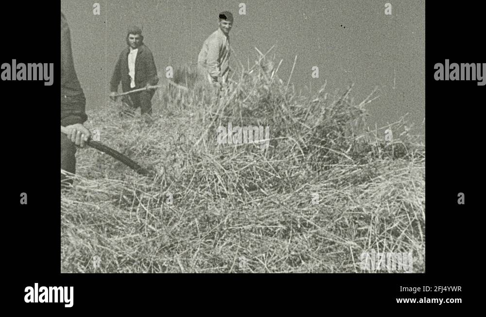 1930s: Men use pitchforks to move hay. Farm. Man drives tractor through ...