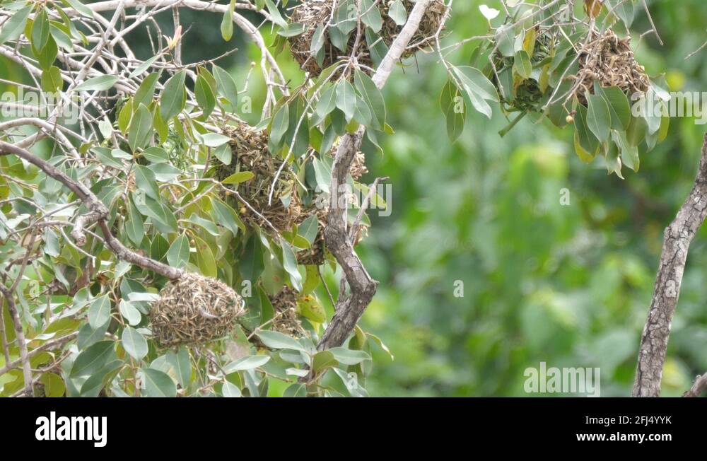 Building a bird nest in a tree Stock Videos & Footage - HD and 4K Video ...