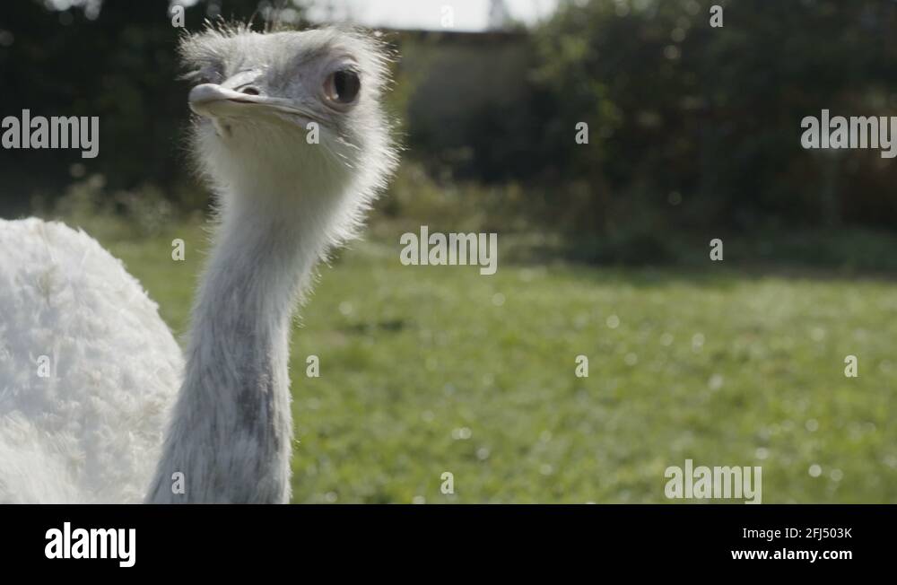 Rhea bird Stock Videos & Footage - HD and 4K Video Clips - Alamy