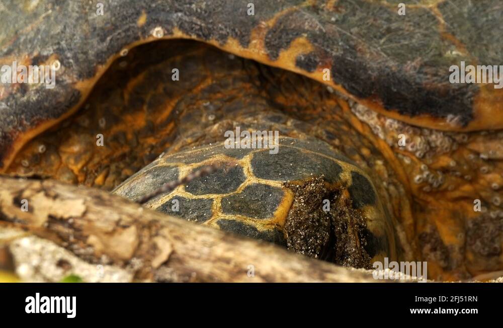 Sri Lankan Star Tortoise digging a nest in the sand Stock Video Footage ...