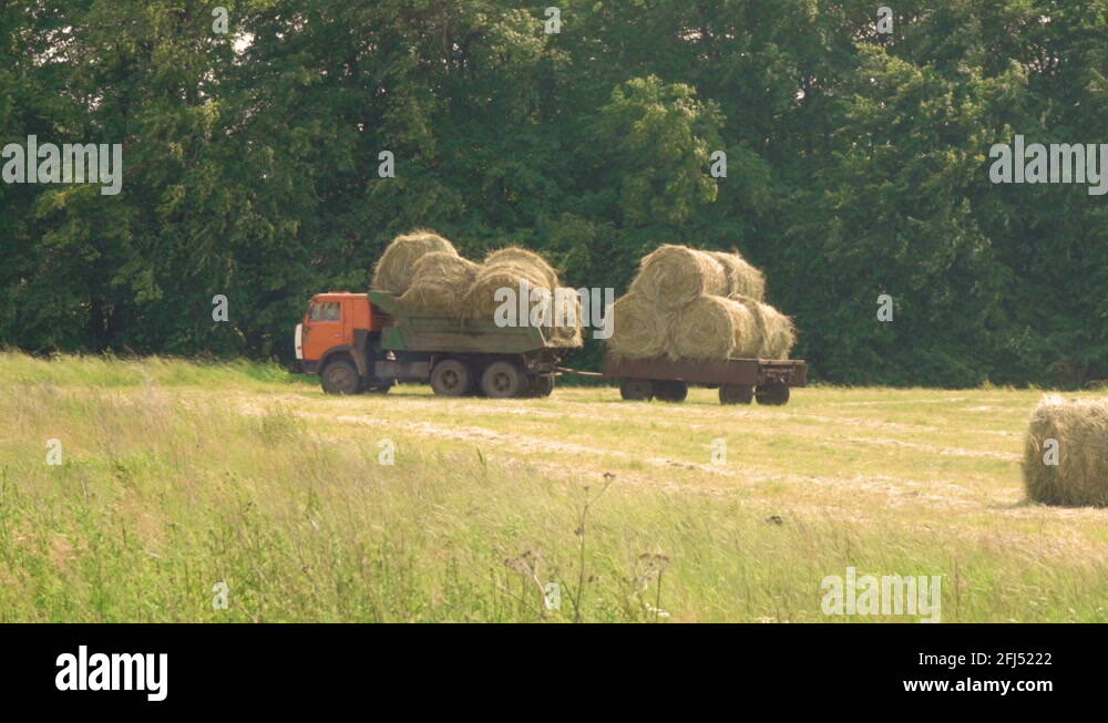Transportation of harvested hay in the car trailer. The truck carries ...