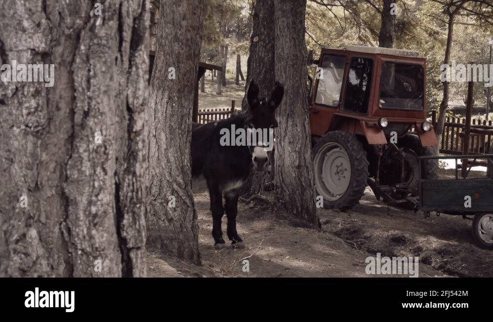 Donkey rooster Stock Videos & Footage - HD and 4K Video Clips - Alamy