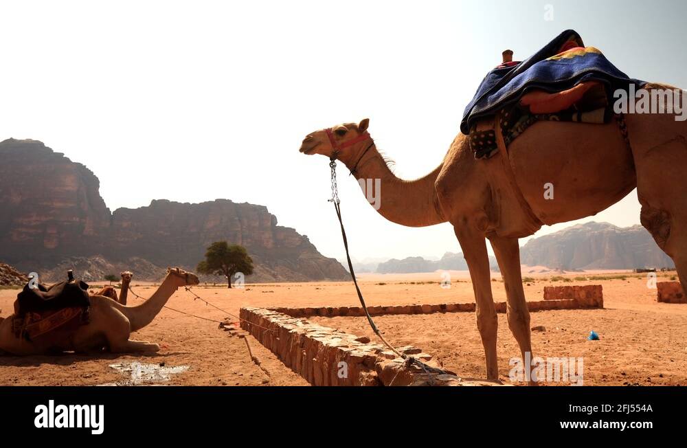 Red sun camels Stock Videos & Footage - HD and 4K Video Clips - Alamy