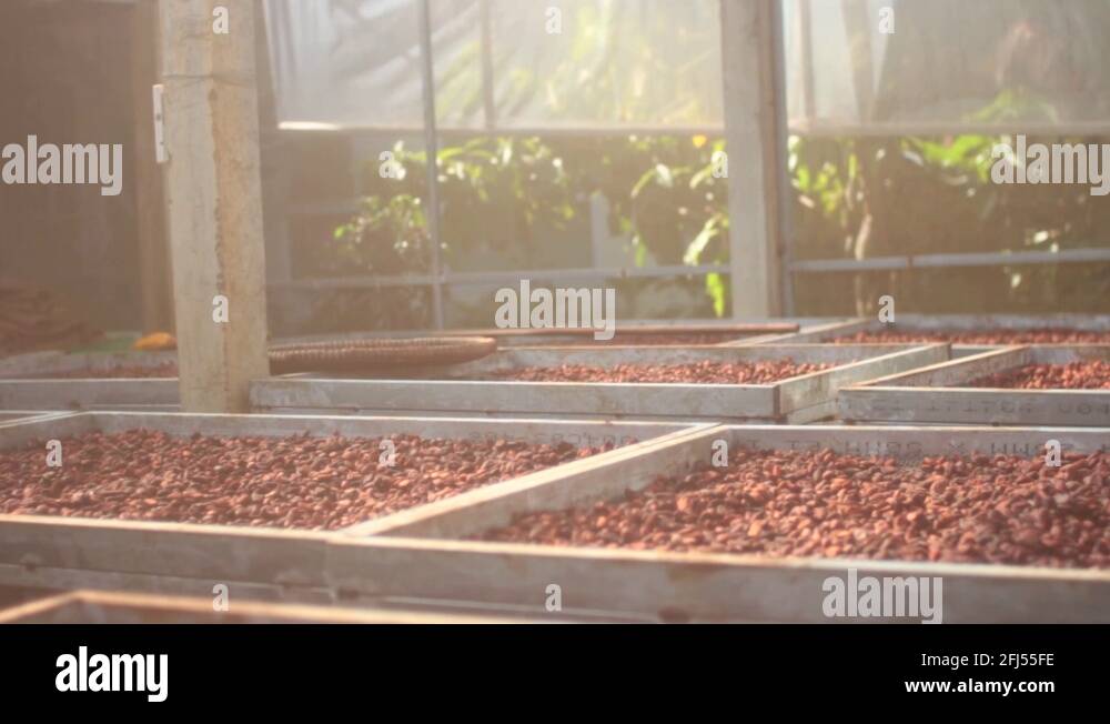 Seed fermentation Stock Videos & Footage - HD and 4K Video Clips - Alamy