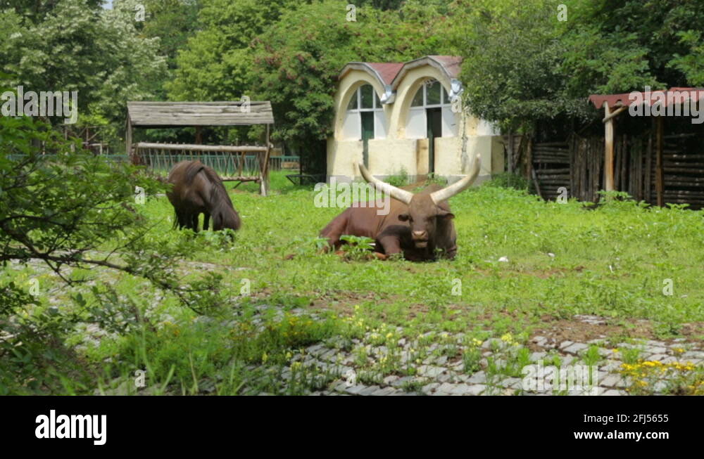 Bull zoo Stock Videos & Footage - HD and 4K Video Clips - Alamy