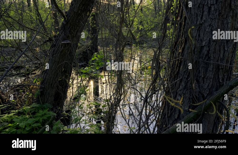 Wood marsh Stock Videos & Footage - HD and 4K Video Clips - Alamy