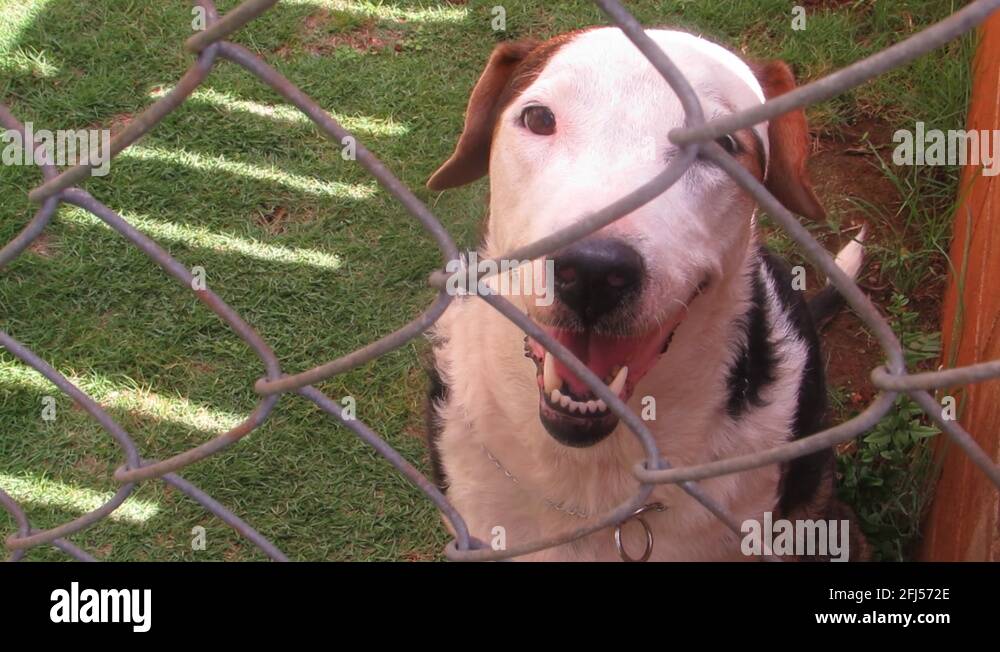Dog behind gate Stock Videos & Footage - HD and 4K Video Clips - Alamy