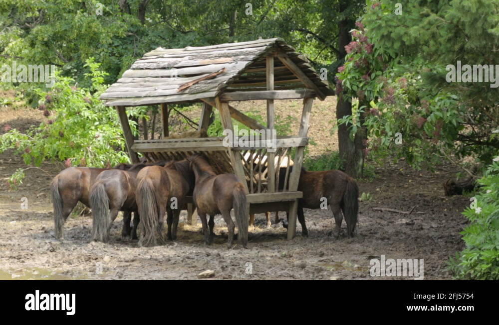 Pony at zoo Stock Videos & Footage - HD and 4K Video Clips - Alamy