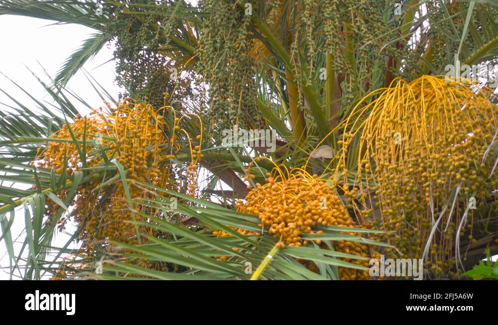 Bunch of dates on date palm. Fruit on the palm tree. Africa. Tunisia ...