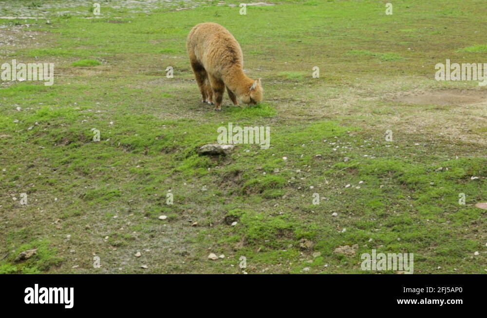 Single alpaca Stock Videos & Footage - HD and 4K Video Clips - Alamy