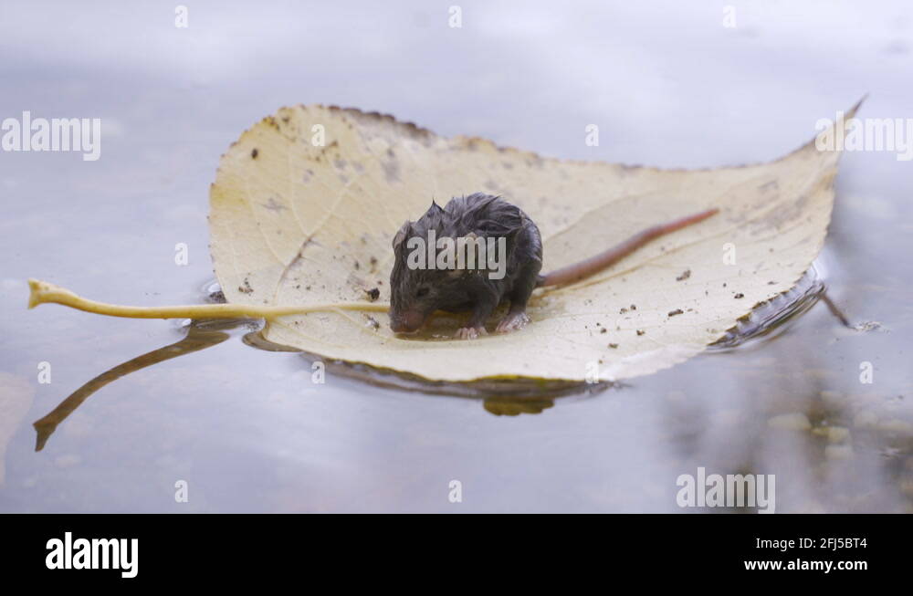 Tree floating flood Stock Videos & Footage - HD and 4K Video Clips - Alamy