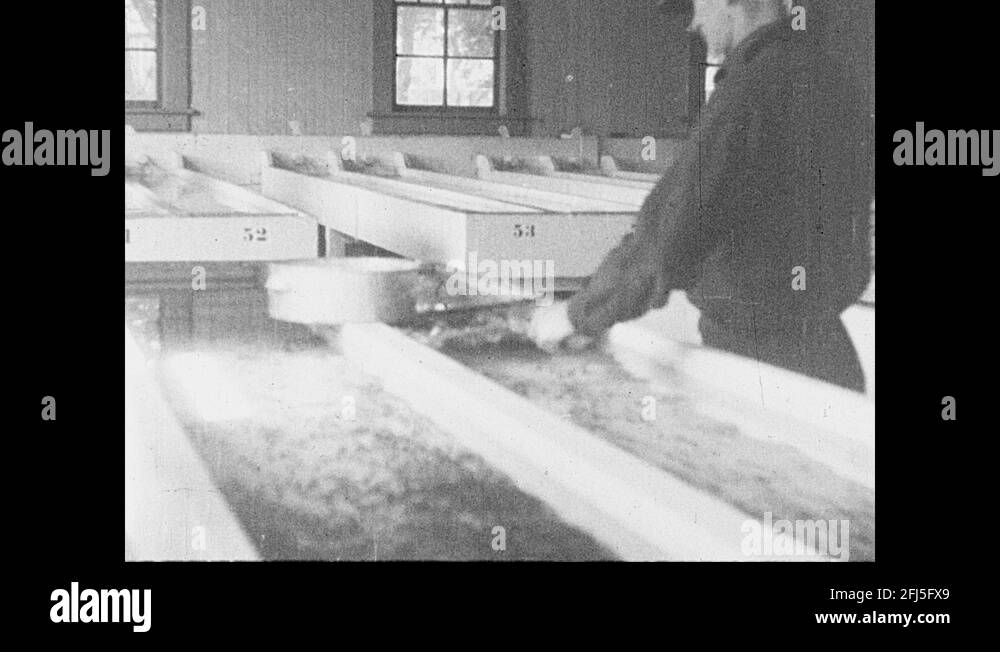 Fish fry and hatchery Stock Videos & Footage - HD and 4K Video Clips ...