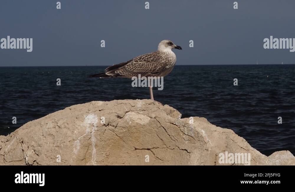 Sunbathing bird Stock Videos & Footage - HD and 4K Video Clips - Alamy