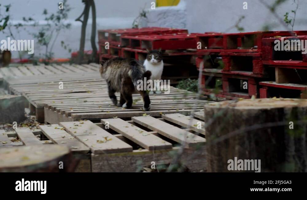 Poor diy Stock Videos & Footage - HD and 4K Video Clips - Alamy