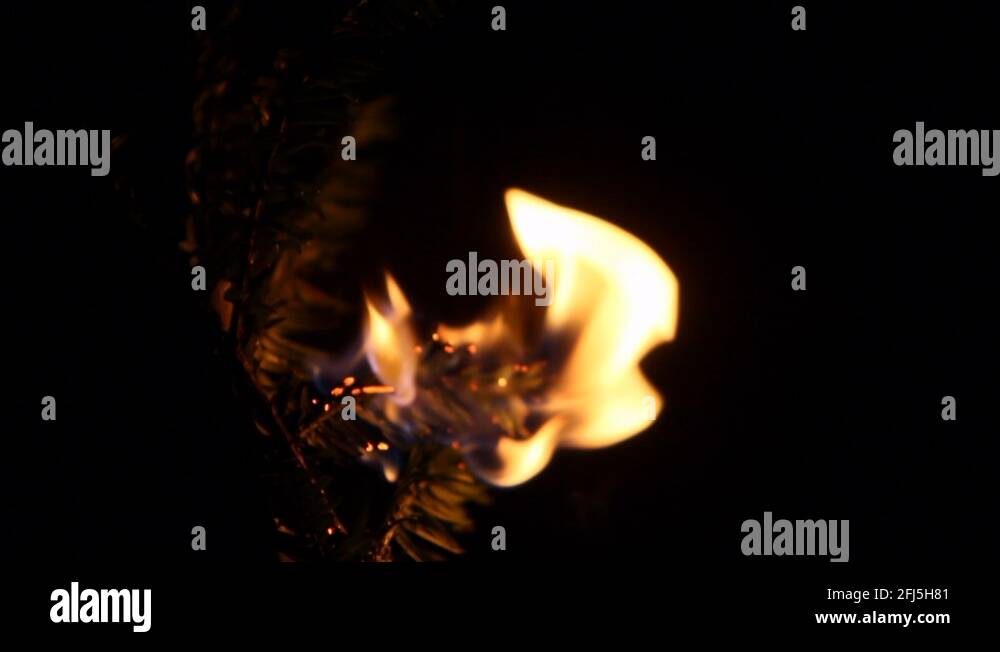 Pine tree on fire, burning in flammes - camera tilt up Stock Video ...
