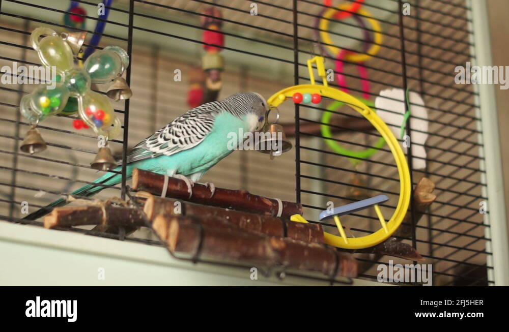Bell runs Stock Videos & Footage - HD and 4K Video Clips - Alamy