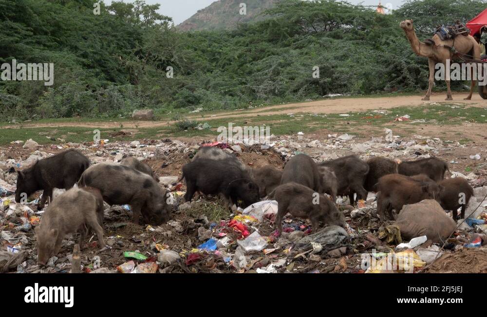Scavenger cart Stock Videos & Footage - HD and 4K Video Clips - Alamy