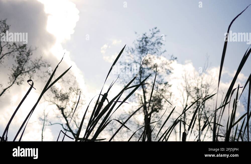 Cattails forest Stock Videos & Footage - HD and 4K Video Clips - Alamy