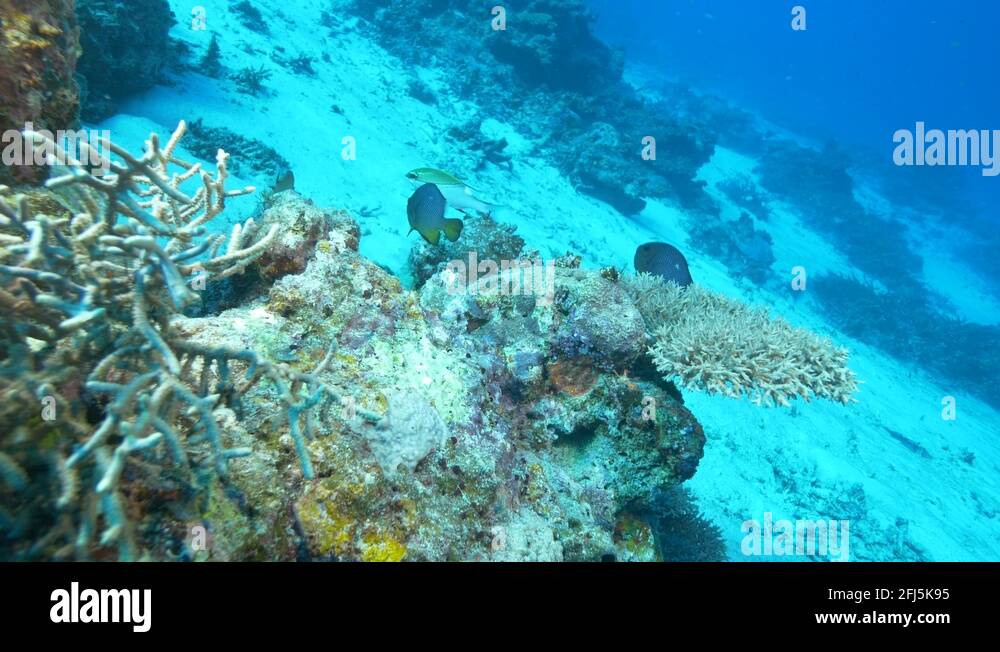 Domino damsel fish Stock Videos & Footage - HD and 4K Video Clips - Alamy