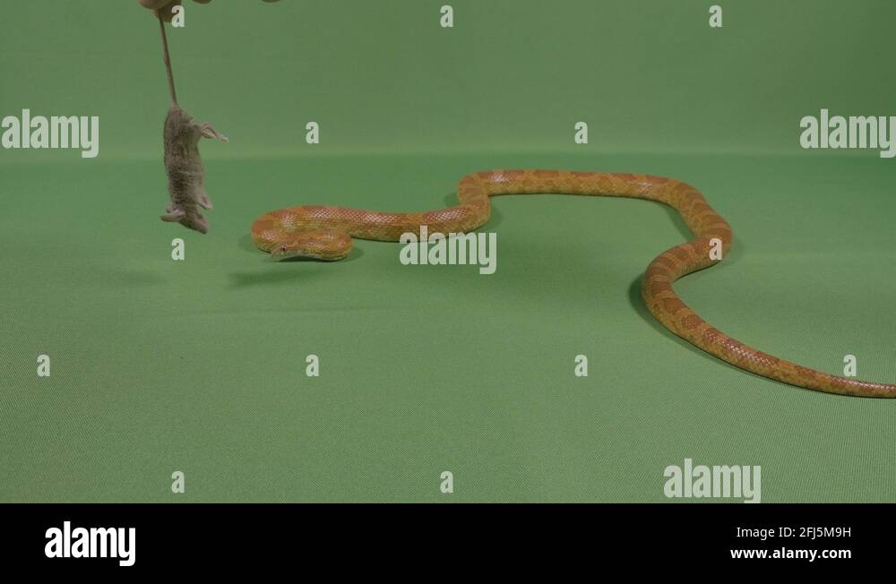 Snake to eat Stock Videos & Footage - HD and 4K Video Clips - Alamy