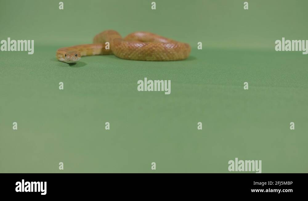 Against snake venom Stock Videos & Footage - HD and 4K Video Clips - Alamy