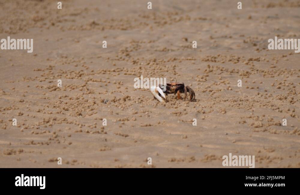 Food in the sahara Stock Videos & Footage - HD and 4K Video Clips - Alamy
