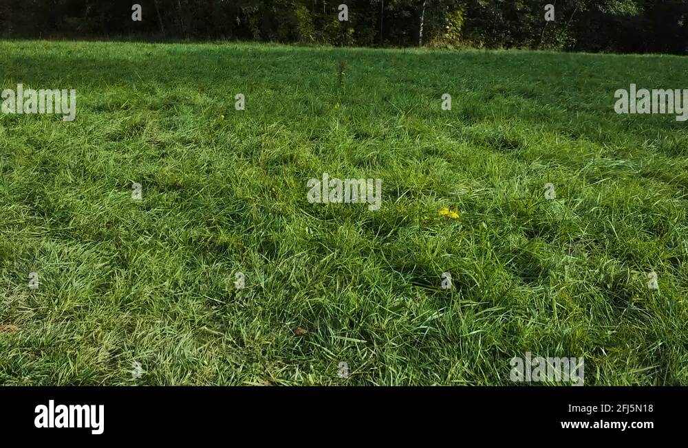 Green trees from above ground Stock Videos & Footage - HD and 4K Video ...