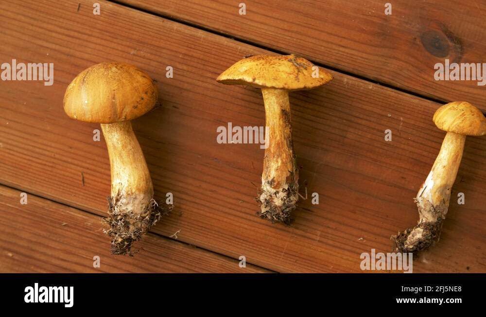 Xerocomus Stock Videos & Footage - HD and 4K Video Clips - Alamy