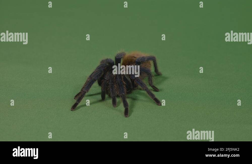 Fearful tarantula spider adopting a defensive position on green screen ...