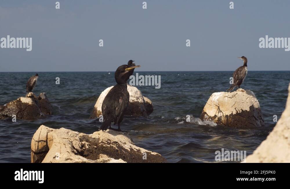 Birds sunbathing sea Stock Videos & Footage - HD and 4K Video Clips - Alamy