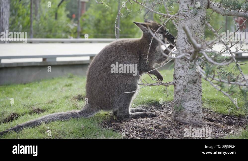 Baby kangaroo eating from a tree in an enclosure at the San Diego Zoo ...