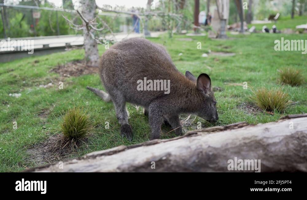 Hello tail Stock Videos & Footage - HD and 4K Video Clips - Alamy
