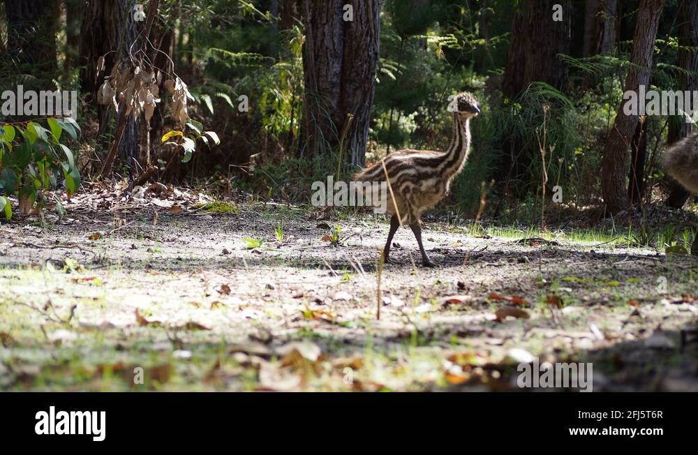 Emu legs Stock Videos & Footage - HD and 4K Video Clips - Alamy