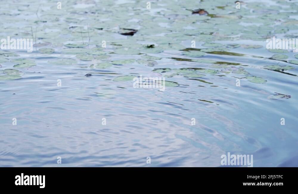 Ripple effect splash Stock Videos & Footage - HD and 4K Video Clips - Alamy