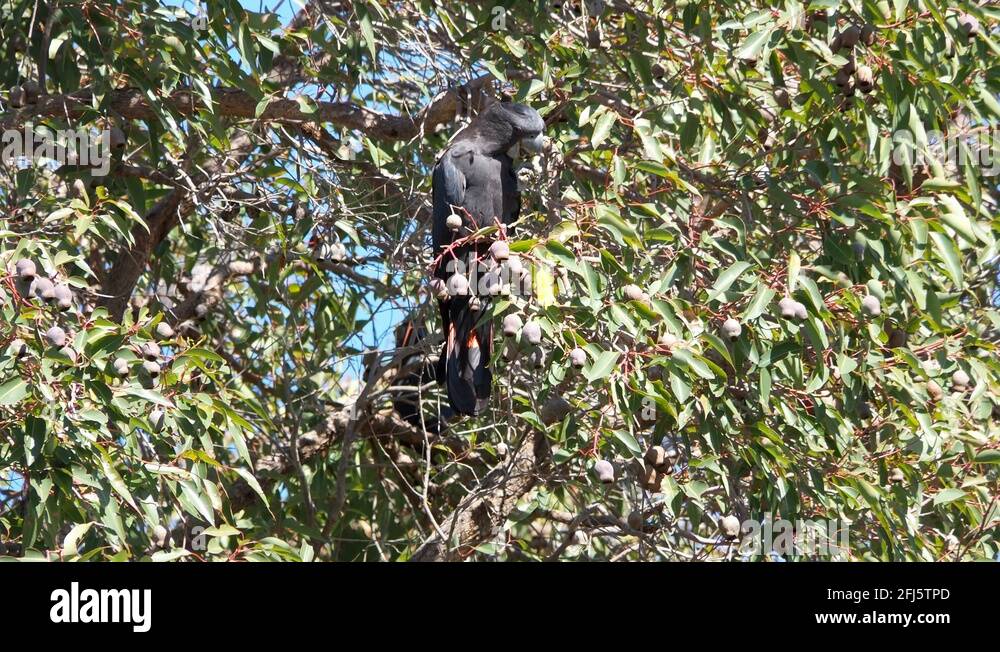 One male Forest Red-tailed Black Cockatoo feeding in a Marri tree ...