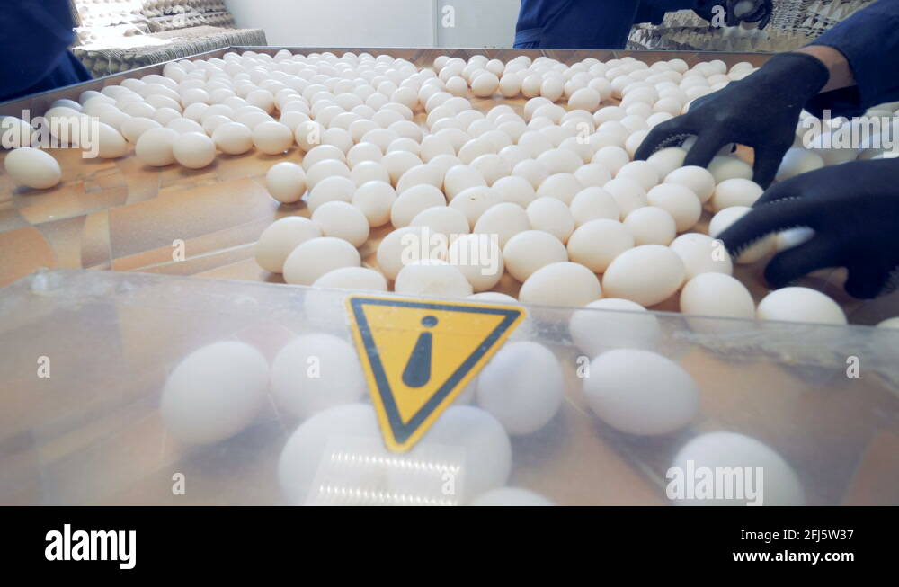 Poultry farm protection Stock Videos & Footage - HD and 4K Video Clips ...