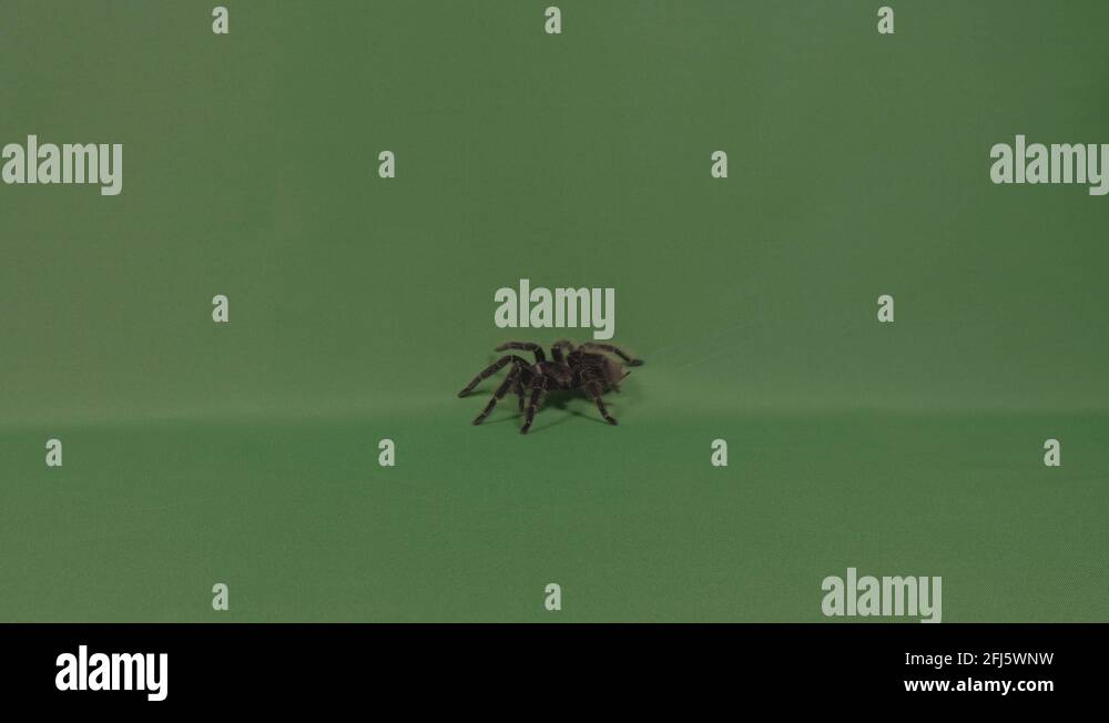 Spider feet Stock Videos & Footage - HD and 4K Video Clips - Alamy