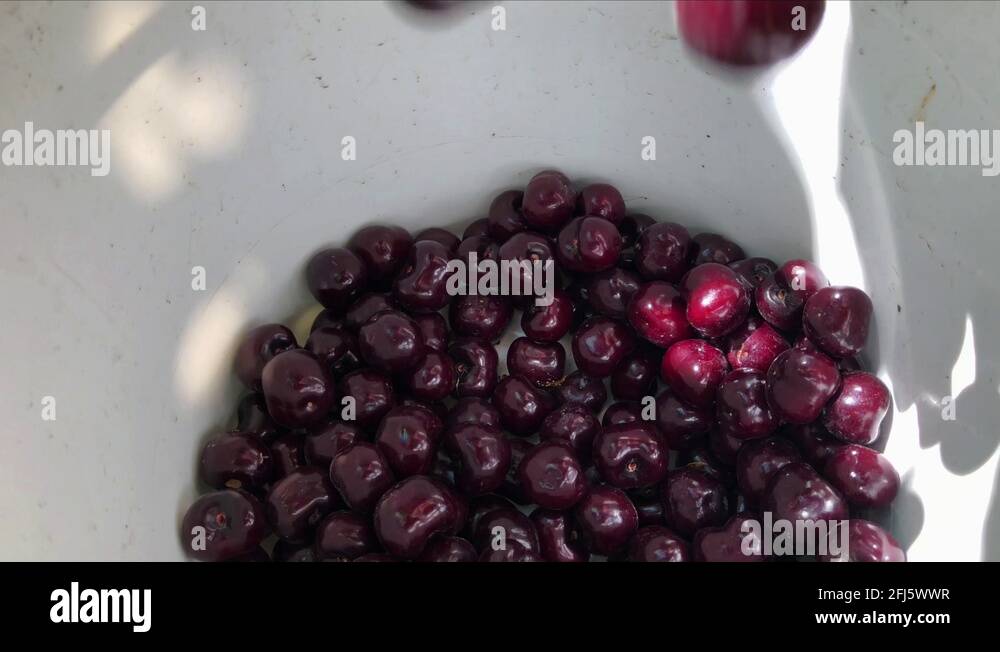 Cherries pickers Stock Videos & Footage - HD and 4K Video Clips - Alamy