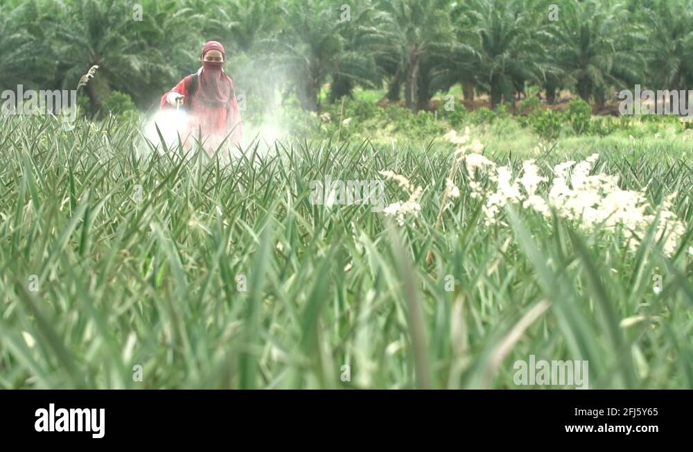 Fertilizer Spraying on Pineapple Farm in Thailand Stock Video Footage ...