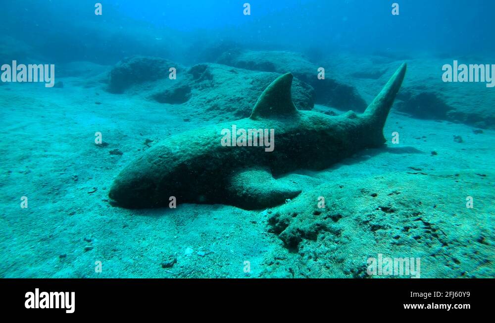 Shark sculpture Stock Videos & Footage - HD and 4K Video Clips - Alamy