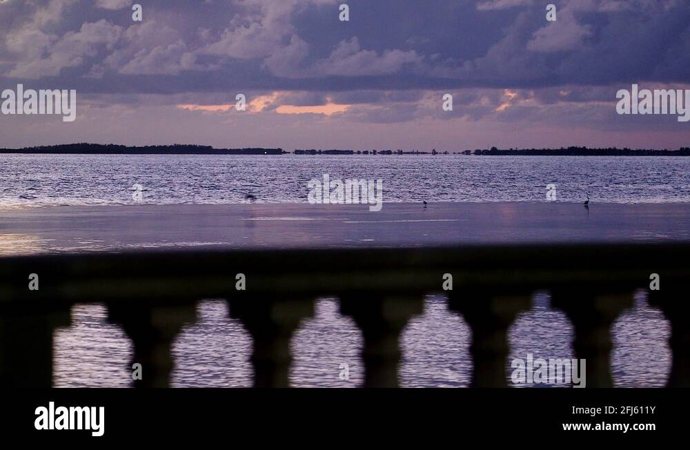 Bird night nighttime birds Stock Videos & Footage - HD and 4K Video ...