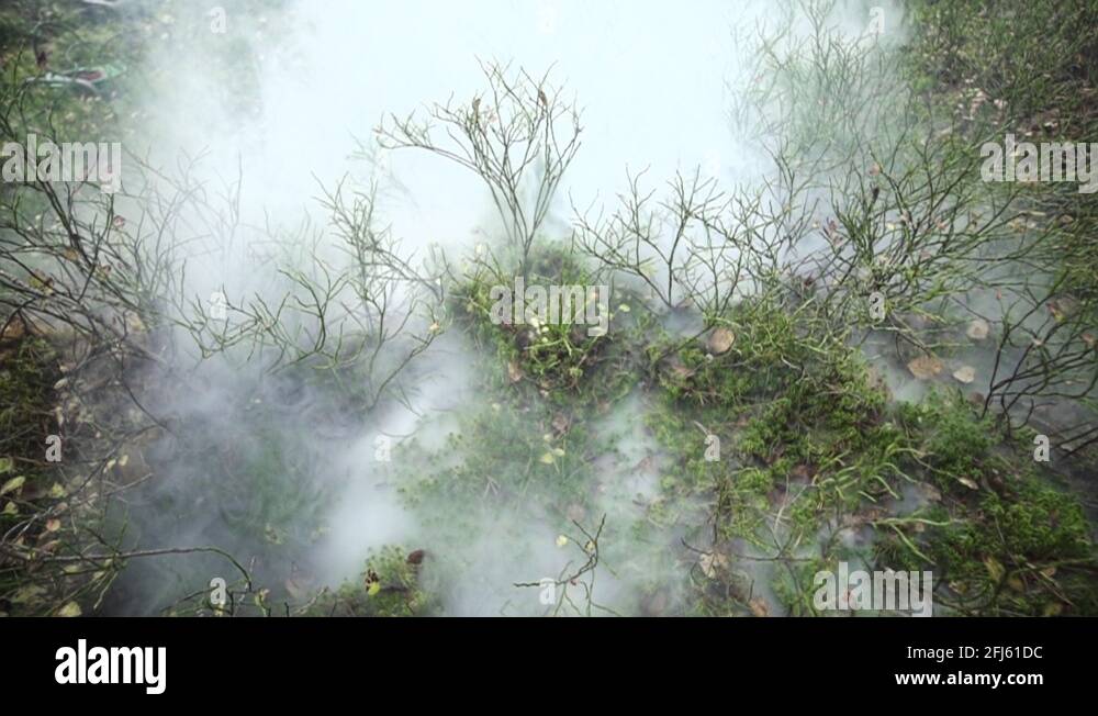 Fog and smoke over the ground in the forest with moss and small plants ...