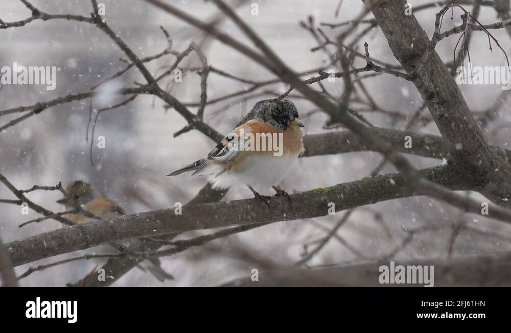 Finch family tree Stock Videos & Footage - HD and 4K Video Clips - Alamy