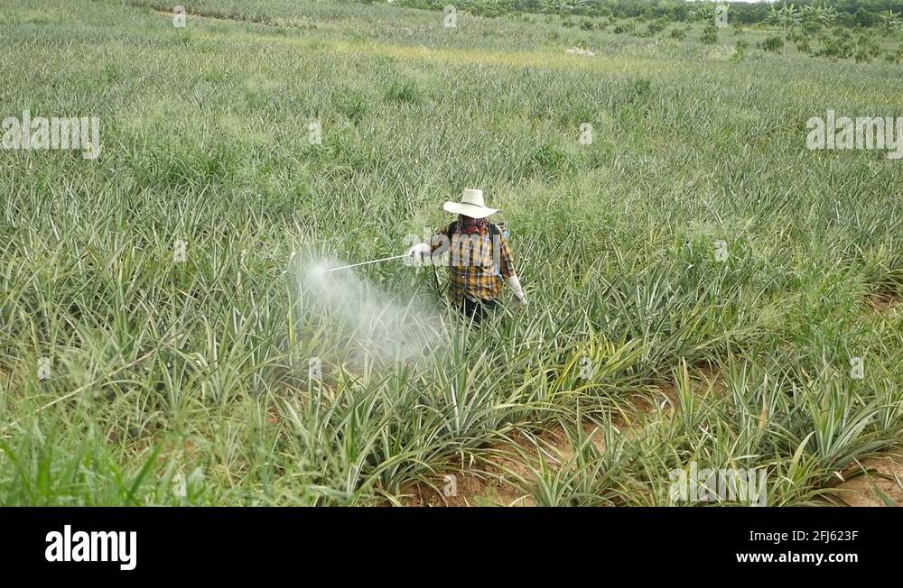 Fertilizer Spraying on Pineapple Farm in Thailand Stock Video Footage ...