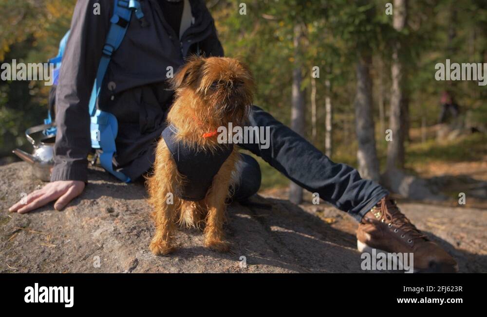 Griffon forest Stock Videos & Footage - HD and 4K Video Clips - Alamy