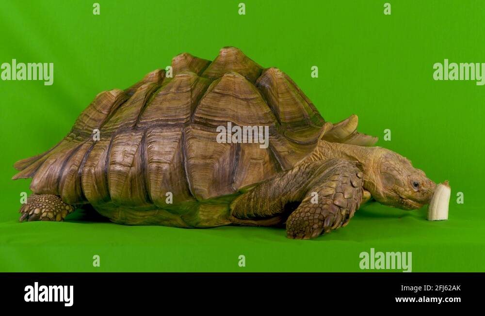 Funny tortoise Stock Videos & Footage - HD and 4K Video Clips - Alamy