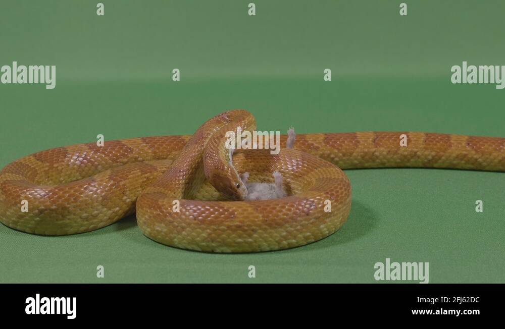 Serpent and prey Stock Videos & Footage - HD and 4K Video Clips - Alamy