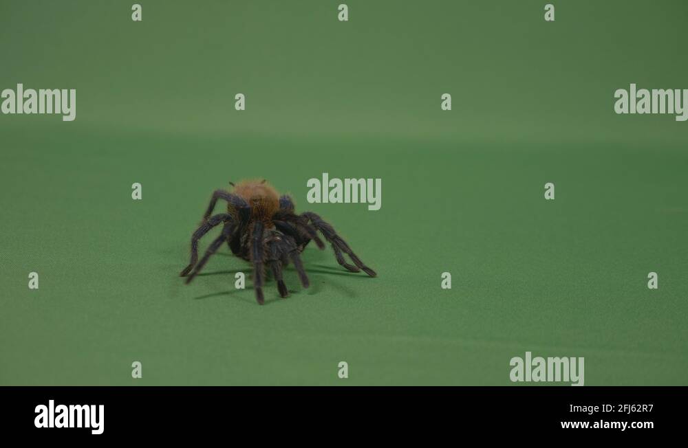 Closeup of creepy brown tarantula spider crawling across green screen ...