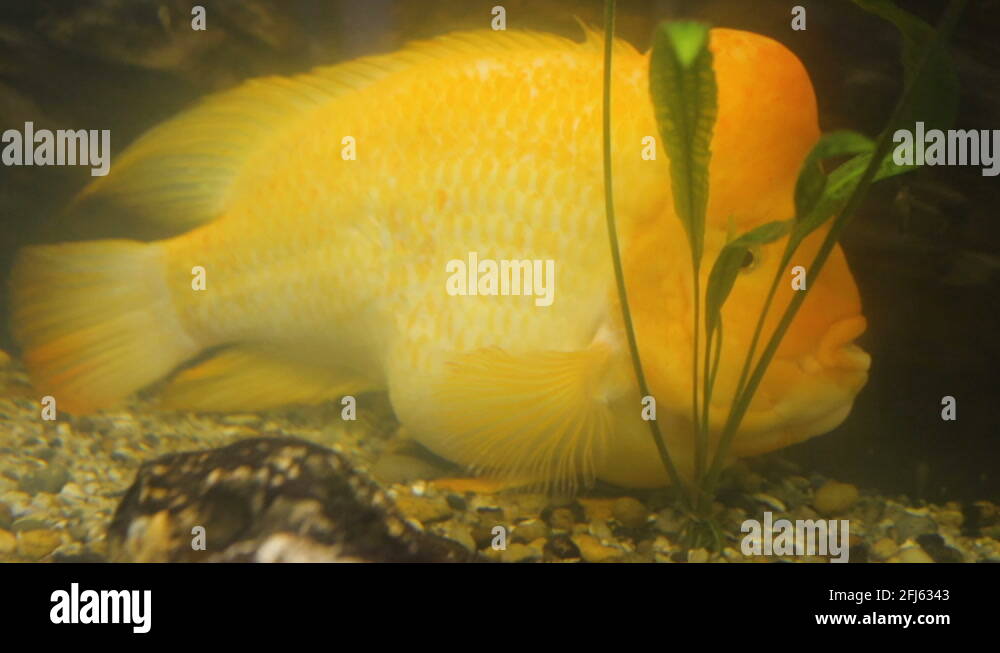 Single fish Stock Videos & Footage - HD and 4K Video Clips - Alamy
